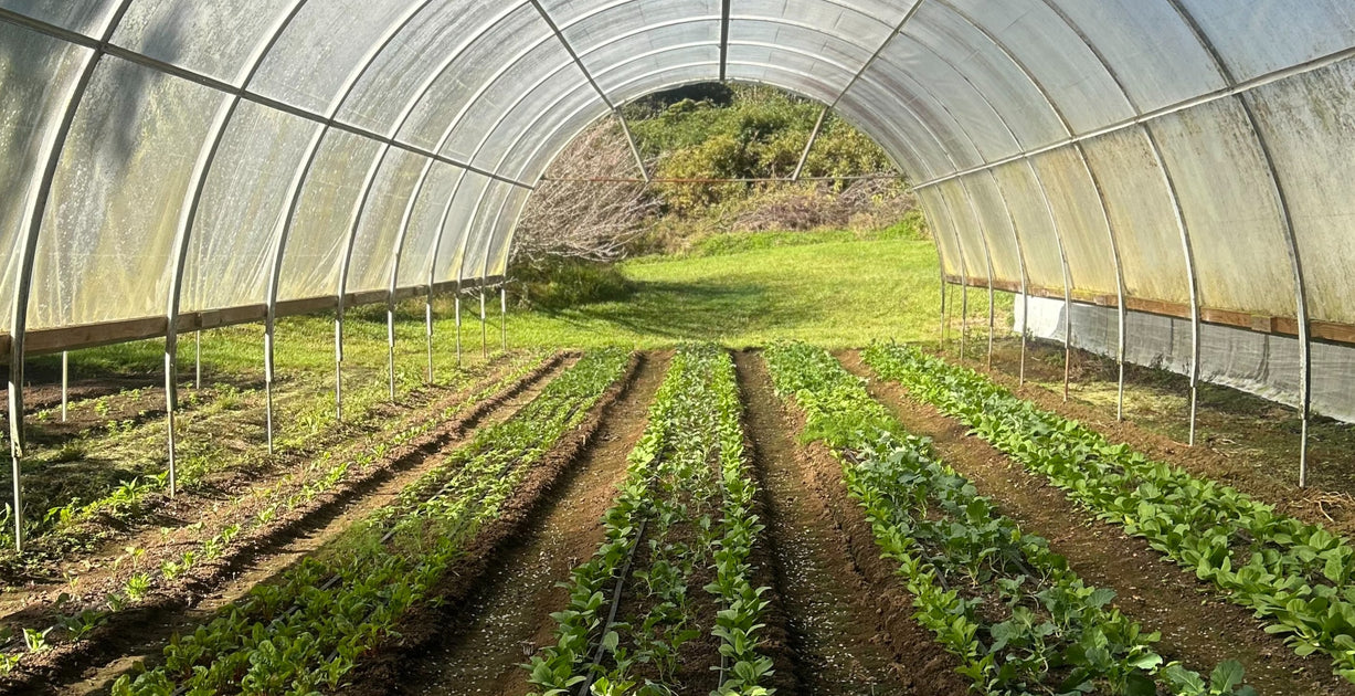 Meet Your Producer: McCall Flower Farm — DA BOX Community Supported ...